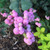 Proud Berry® Coral Berry | Plant Addicts