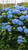 Endless Summer The Original Hydrangea | PlantAddicts.com