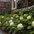 Endless Summer Blushing Bride Hydrangea | PlantAddicts.com