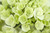 Endless Summer Blushing Bride Hydrangea | PlantAddicts.com