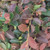 Ruby Loropetalum | PlantAddicts.com