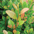 CopperTone Distylium | PlantAddicts.com