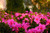 Autumn Empress™ Encore® Azalea | PlantAddicts.com