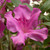 Autumn Royalty™ Encore® Azalea | PlantAddicts.com