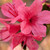 Autumn Cheer™ Encore® Azalea | PlantAddicts.com