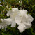 Autumn Ivory™ Encore® Azalea | PlantAddicts.com