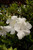 Autumn Ivory™ Encore® Azalea | PlantAddicts.com