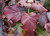Gatsby Moon® Hydrangea | Plant Addicts