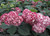 Invincibelle® Ruby Hydrangea | Plant Addicts