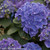 Cityline® Rio Hydrangea | Plant Addicts