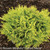 Annas Magic Ball® Arborvitae | Plant Addicts