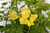Lydia Tecoma | PlantAddicts.com