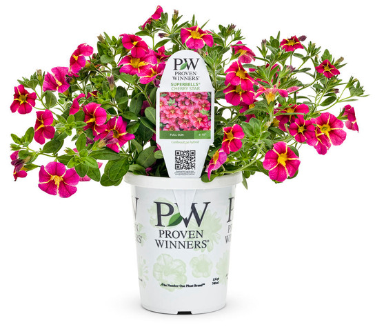 Superbells® Cherry Star Calibrachoa | Plant Addicts