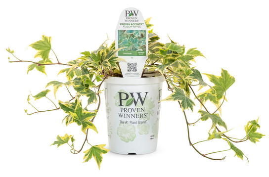 Proven Accents® Yellow Ripple Ivy | Plant Addicts