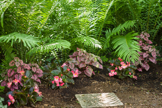 Hippo® Rose Polka Dot Plant | Plant Addicts