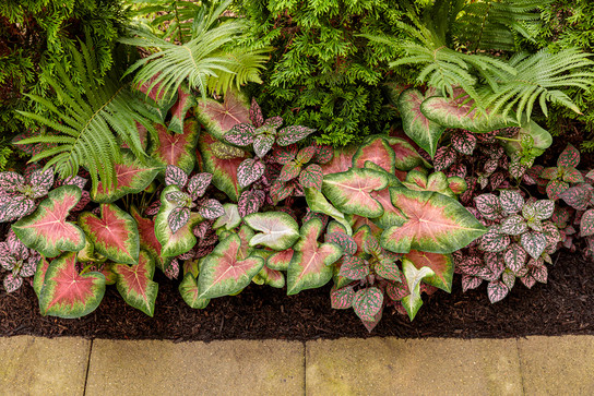Hippo® Rose Polka Dot Plant | Plant Addicts
