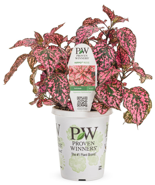 Hippo® Rose Polka Dot Plant | Plant Addicts