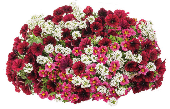 Supertunia® Black Cherry® Petunia | Plant Addicts