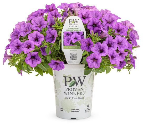 Supertunia Mini Vista® Indigo Petunia | Plant Addicts