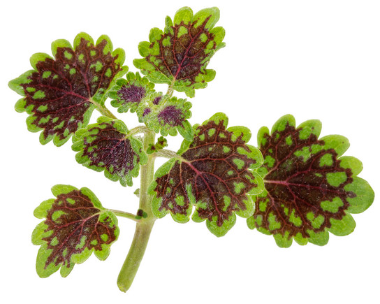 ColorBlaze® Chocolate Drop Coleus | Plant Addicts