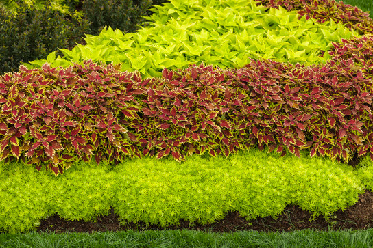 ColorBlaze® Lime Time® Coleus | Plant Addicts