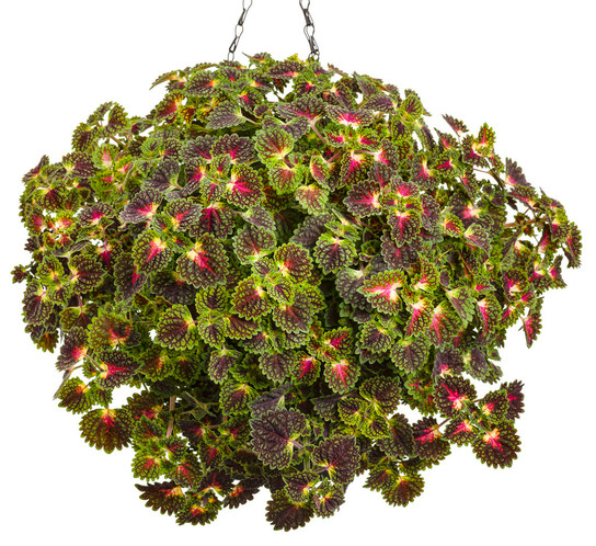 ColorBlaze® Strawberry Drop Coleus | Plant Addicts