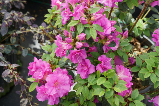 Perfecto Mundo® Double Purple Azalea | Plant Addicts