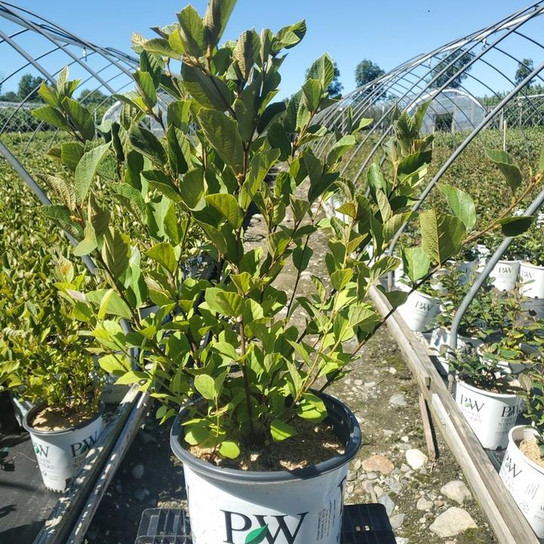 Legend Of The Small Bottlebrush | Plant Addicts