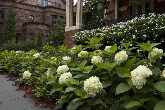 Endless Summer Blushing Bride Hydrangea | PlantAddicts.com