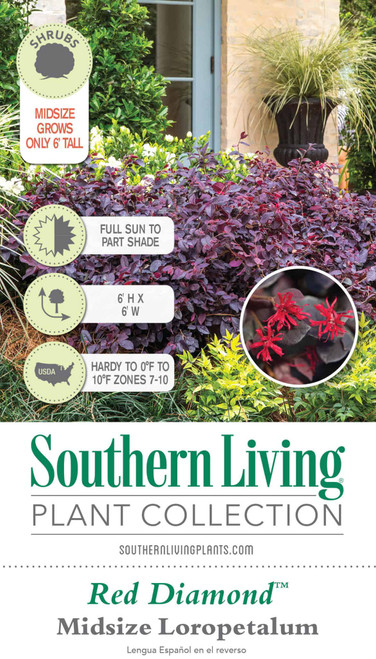 Red Diamond Loropetalum | PlantAddicts.com