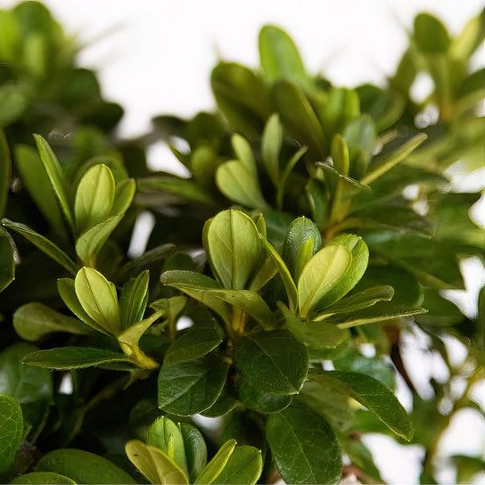 Autumn Sunburst Encore Azalea | PlantAddicts.com