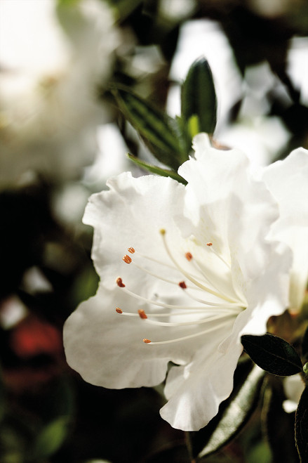Autumn Angel Encore Azalea | PlantAddicts.com