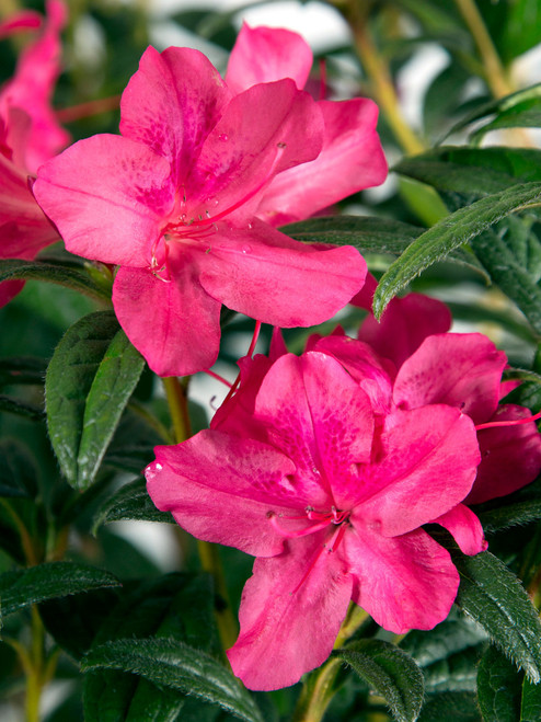 Autumn Jewel Encore Azalea | PlantAddicts.com