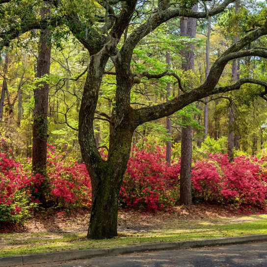 Autumn Ruby Encore Azalea | PlantAddicts.com