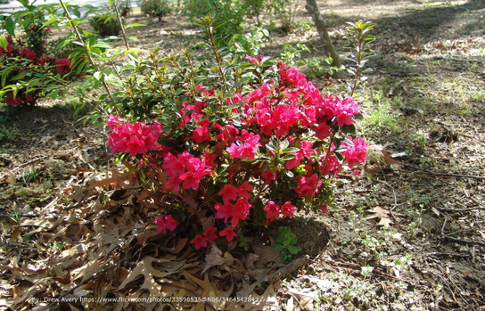 Autumn Ruby Encore Azalea | PlantAddicts.com