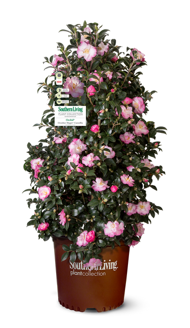 October Magic Orchid Camellia | PlantAddicts.com