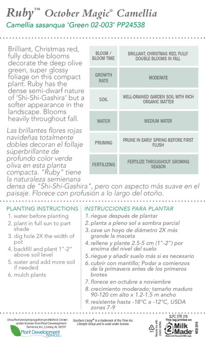 October Magic Ruby Camellia | PlantAddicts.com