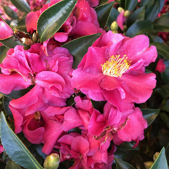 October Magic Ruby Camellia | PlantAddicts.com