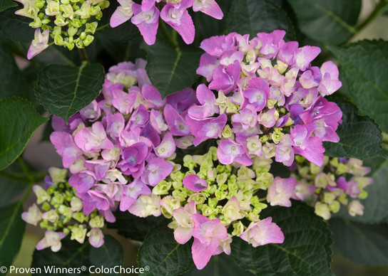 Cityline Venice® Hydrangea | Plant Addicts