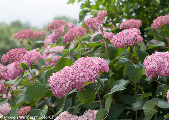 Invincibelle® Spirit II Hydrangea | Shop Care Info | Plant Addicts