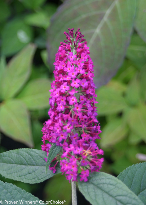 Miss Ruby Butterfly Bush | Plant Addicts