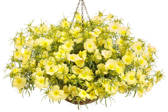 Ladybird® Lemonade Texas Primrose | PlantAddicts.com