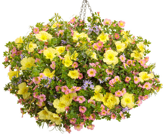 Ladybird® Lemonade Texas Primrose | PlantAddicts.com