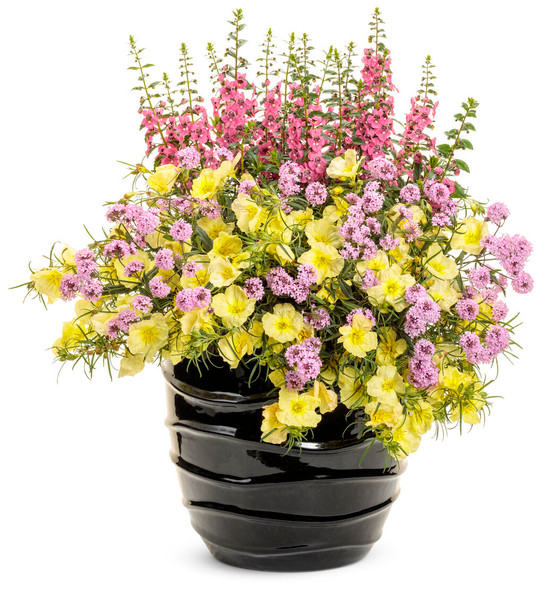 Ladybird® Lemonade Texas Primrose | PlantAddicts.com