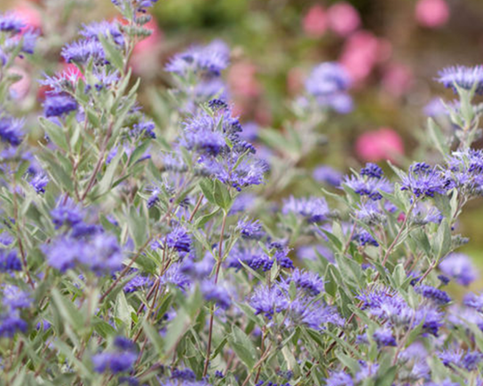Sapphire Surf™ Bluebeard | Plant Addicts