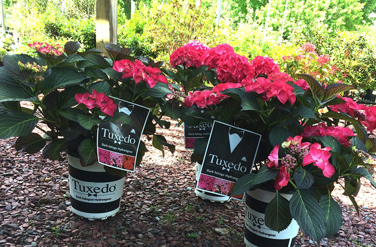 Tuxedo® Pink Hydrangea | Plant Addicts