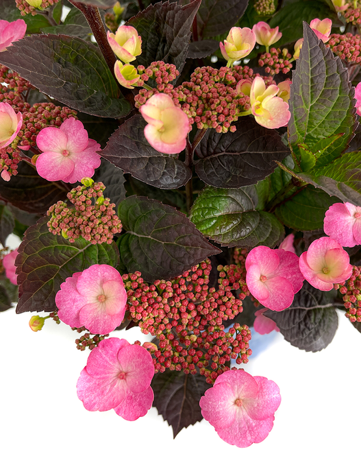 Pink Dynamo™ Mountain Hydrangea | Plant Addicts