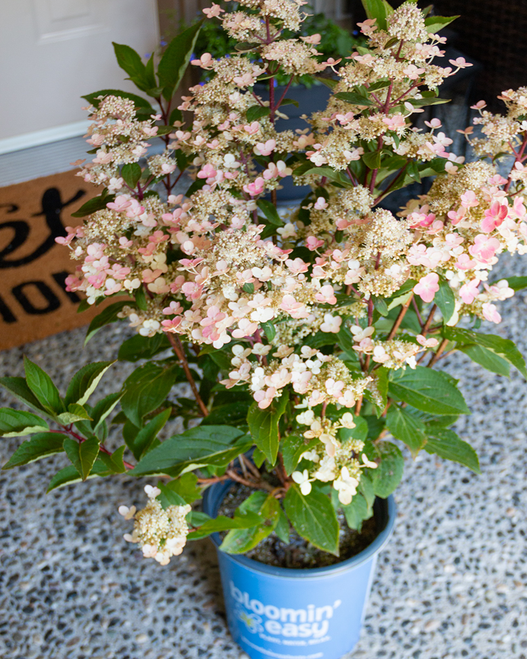 Torch Hardy Hydrangea | Plant Addicts