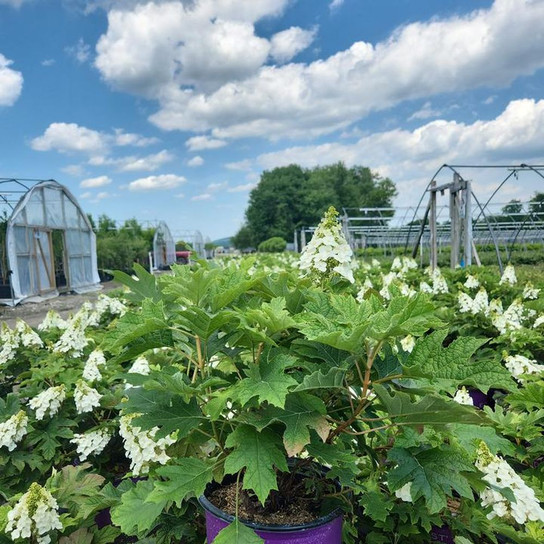 Jetstream™ Oakleaf Hydrangea | Plant Addicts