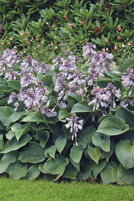 Halcyon Hosta | Plant Addicts
